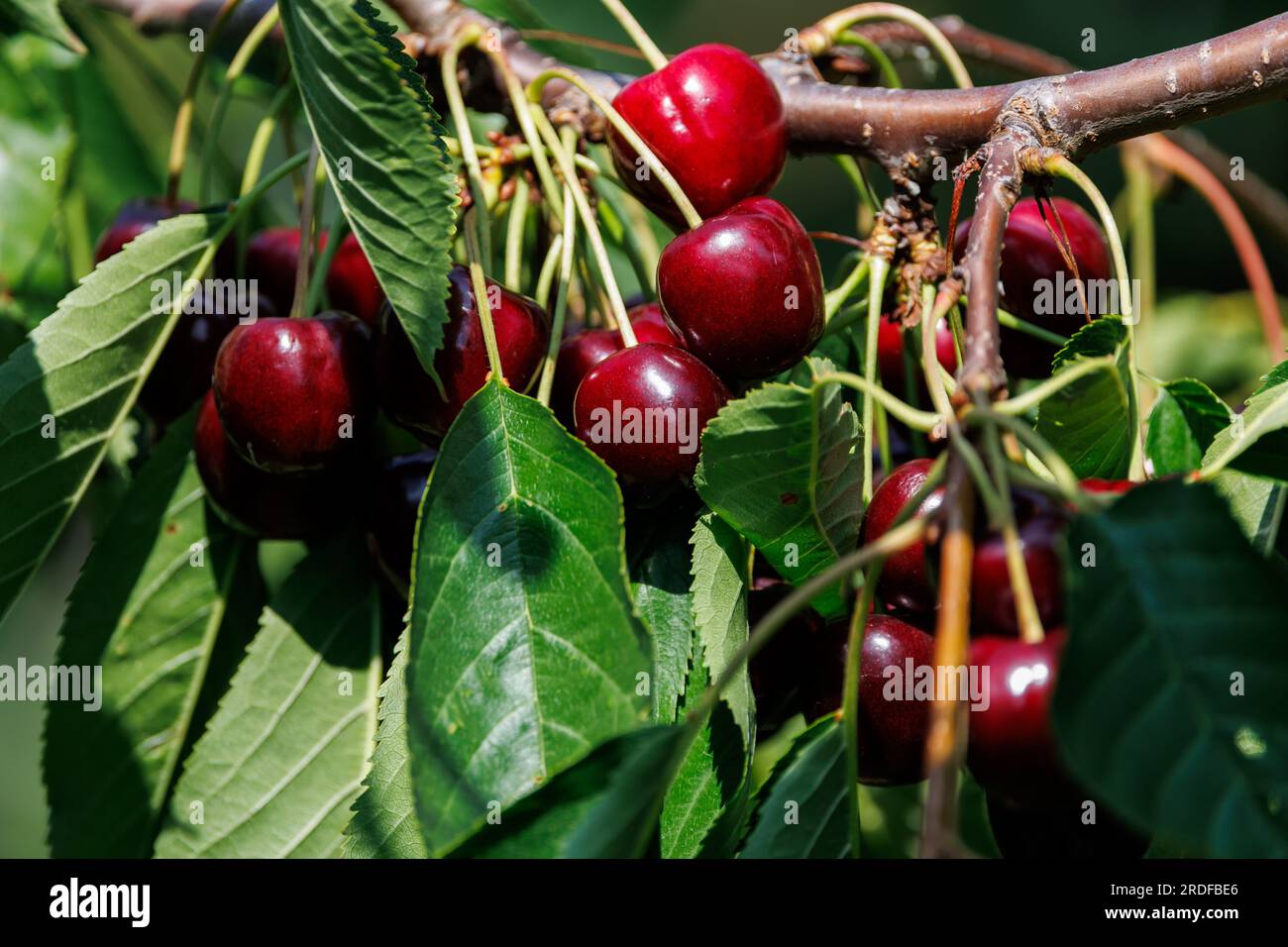 Igensdorf, Germany. 19th July, 2023. Cherries of the Regina variety ...