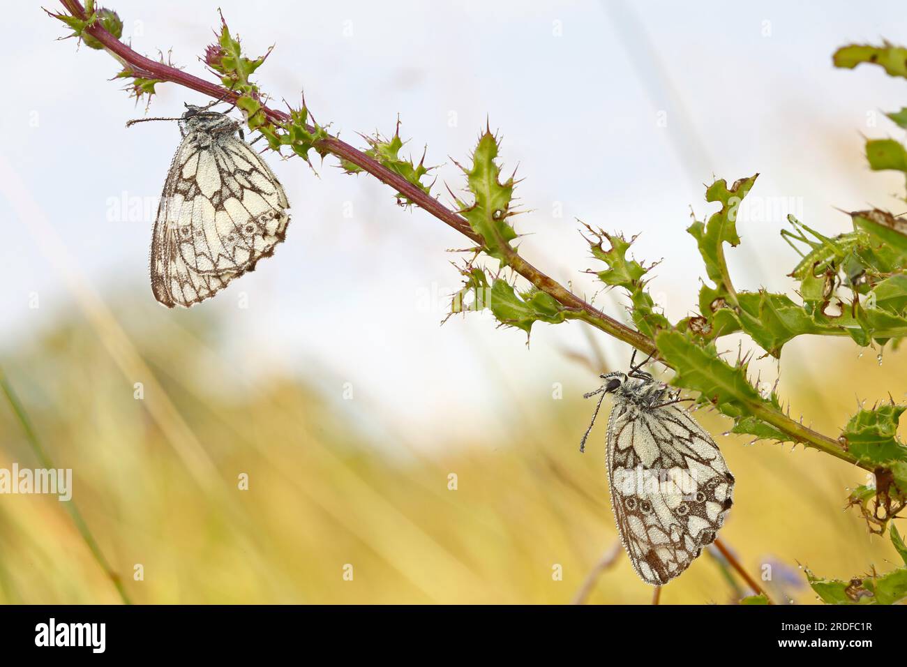 Marbled white (Melanargia galathea) in cold torpor on a thistle, Middle ...