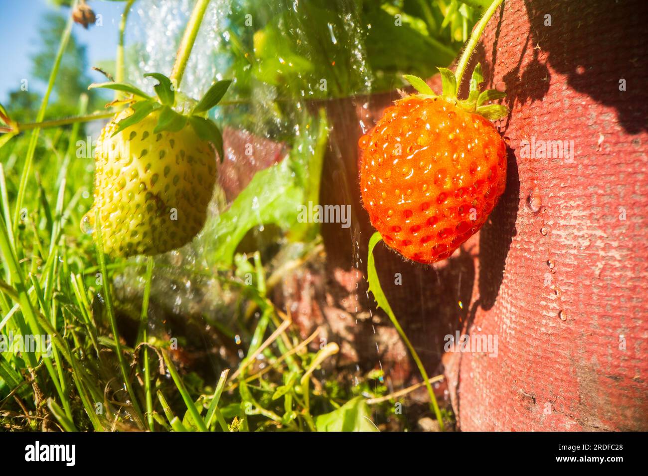 Strawberry crops planted in soil get ripe under sun. Cultivated land ...