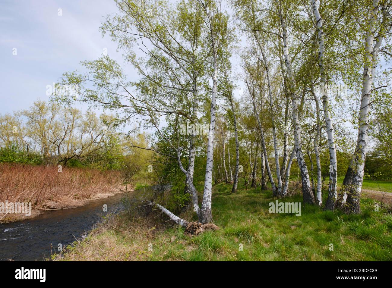 Birch trees by the river Oker in the Oker valley, Vienenburg, Goslar ...