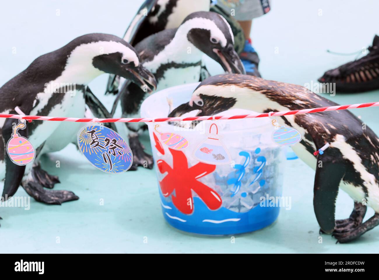 Yokohama, Japan. 21st July, 2023. Penguins pick iced fish from an ice ...