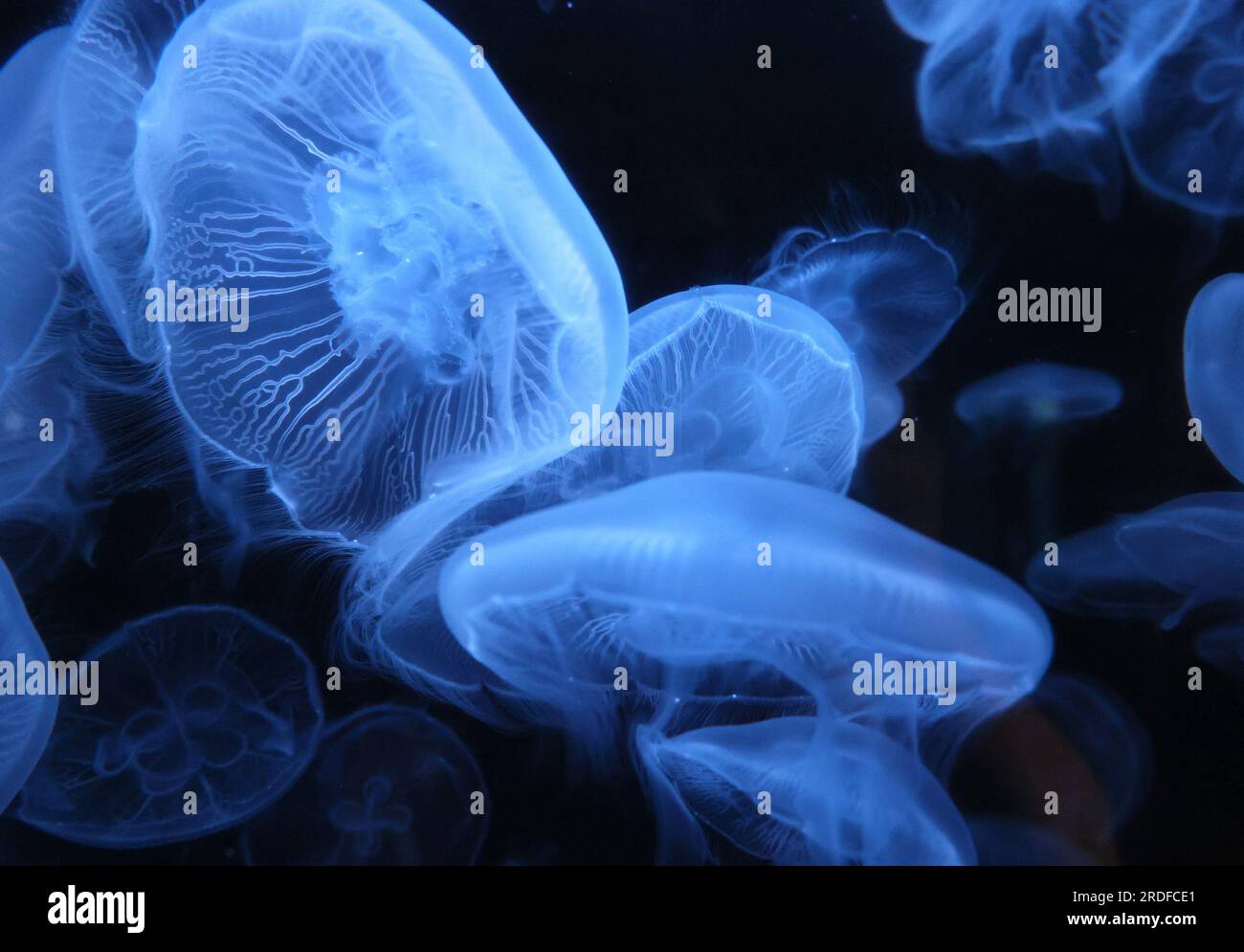 Yokohama, Japan. 21st July, 2023. Moon jellyfish are displayed in a ...