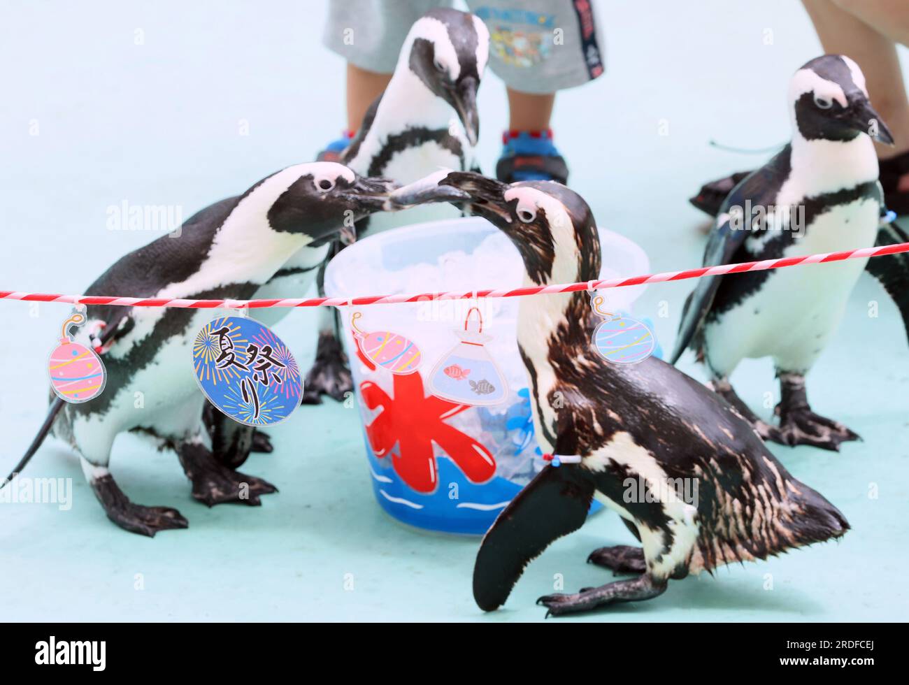 Yokohama, Japan. 21st July, 2023. Penguins pick iced fish from an ice ...