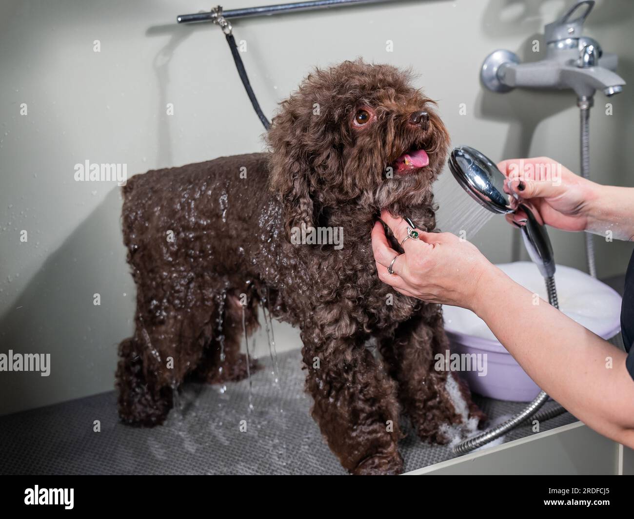 Woman washing brown mini poodle in grooming salon Stock Photo - Alamy