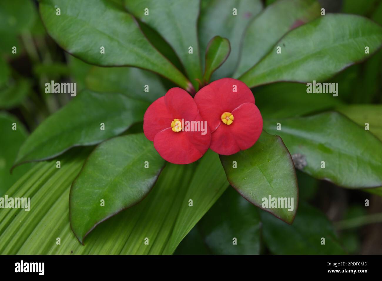 Two red flowers of a Crown of thorns plant (Euphorbia Milii) bloomed in ...