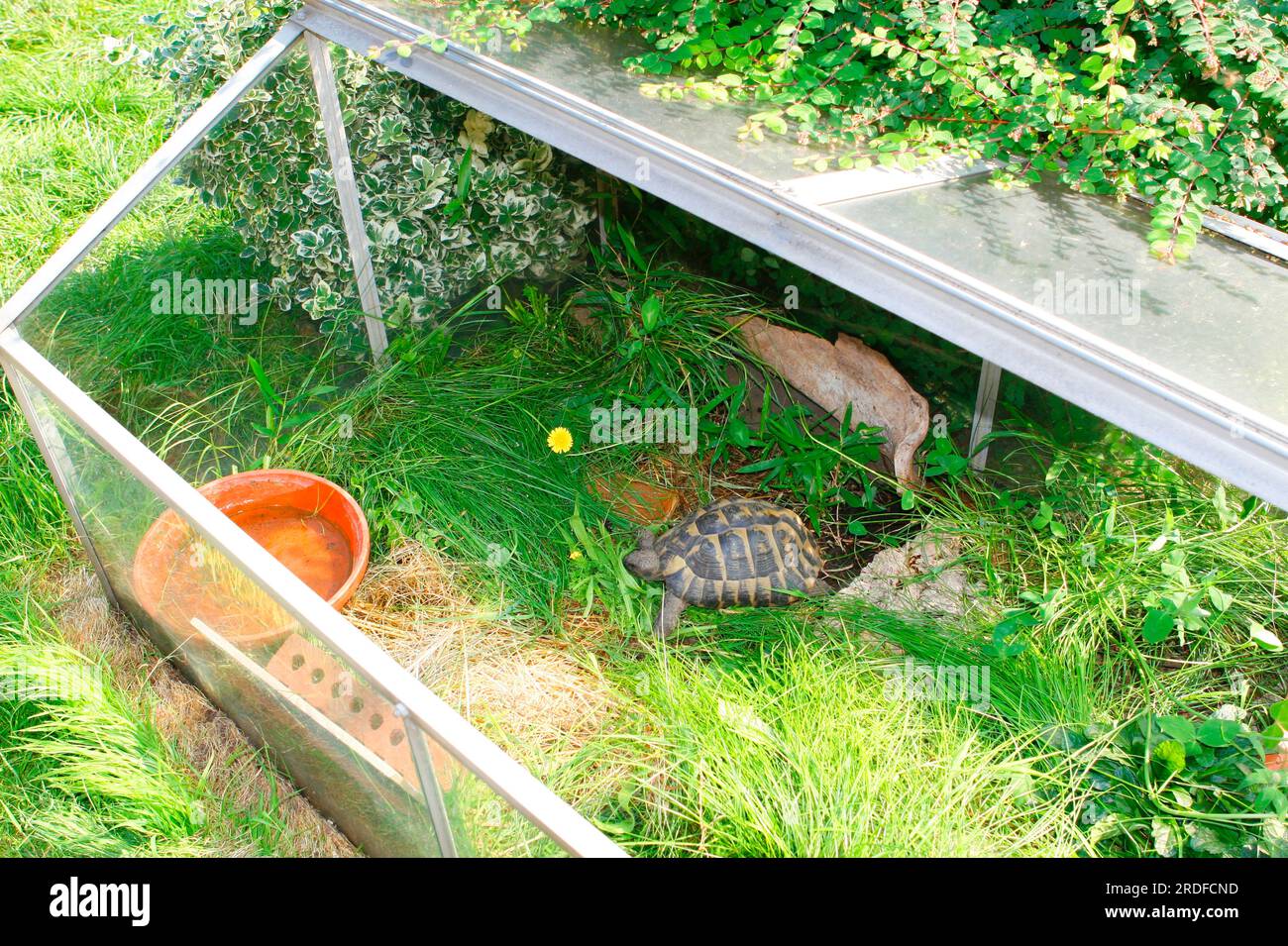 Italian tortoise in outdoor terrarium (Testudo hermanni hermanni ...