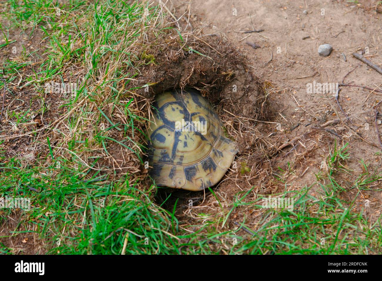 Tortoise cave hi-res stock photography and images - Alamy