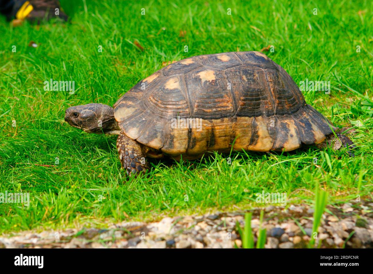 Marginated tortoise (Testudo marginata), lateral Stock Photo - Alamy