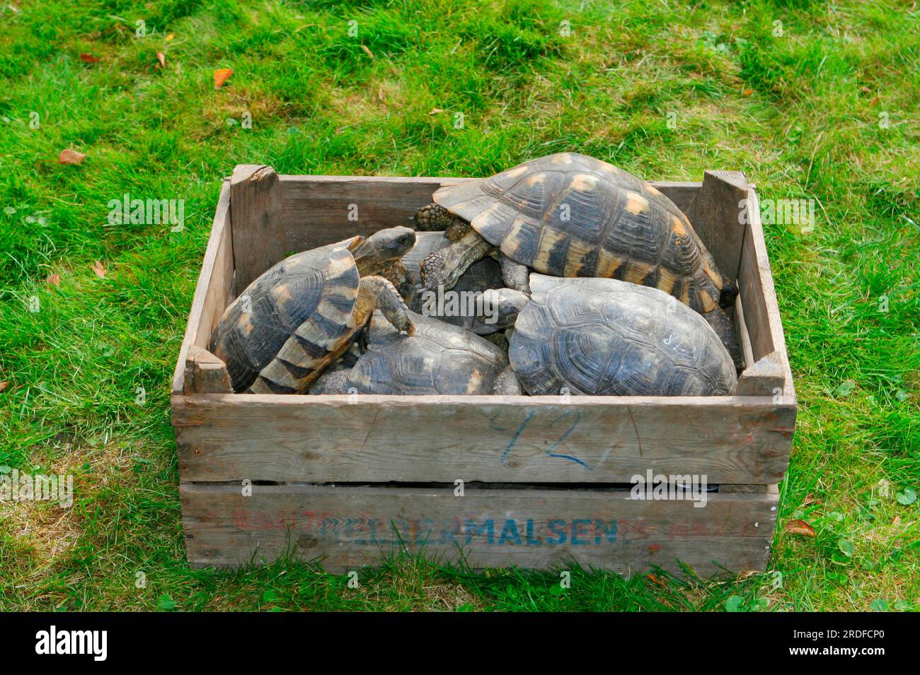 Box tortoise hi-res stock photography and images - Alamy