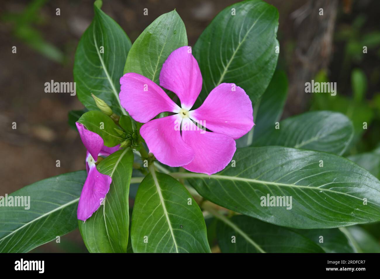 Periwinkle Catharanthus