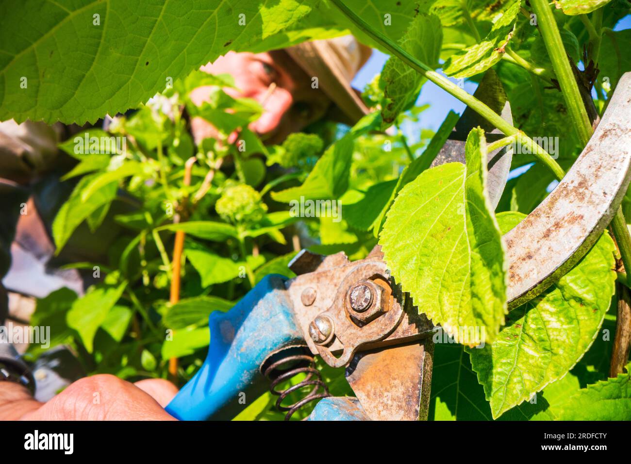The farmer makes pruning of bushes with secateurs. Gardening Tools ...