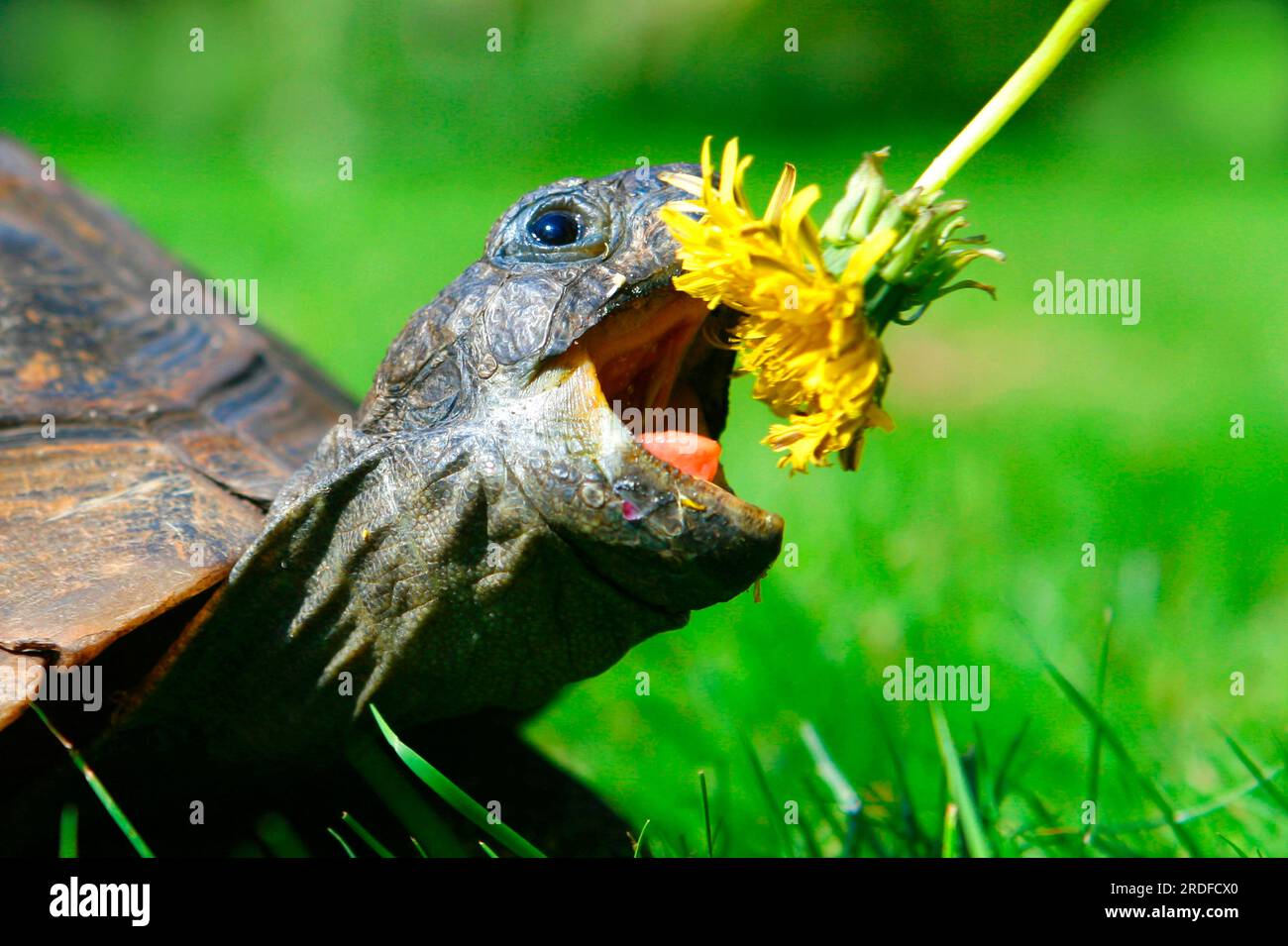 Marginated tortoise (Testudo marginata) eats dandelion, Broad-edged ...
