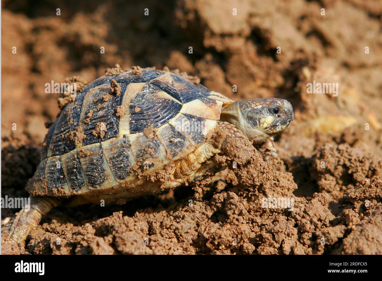 Greek Tortoise (Testudo hermanni boettgeri), side Stock Photo - Alamy