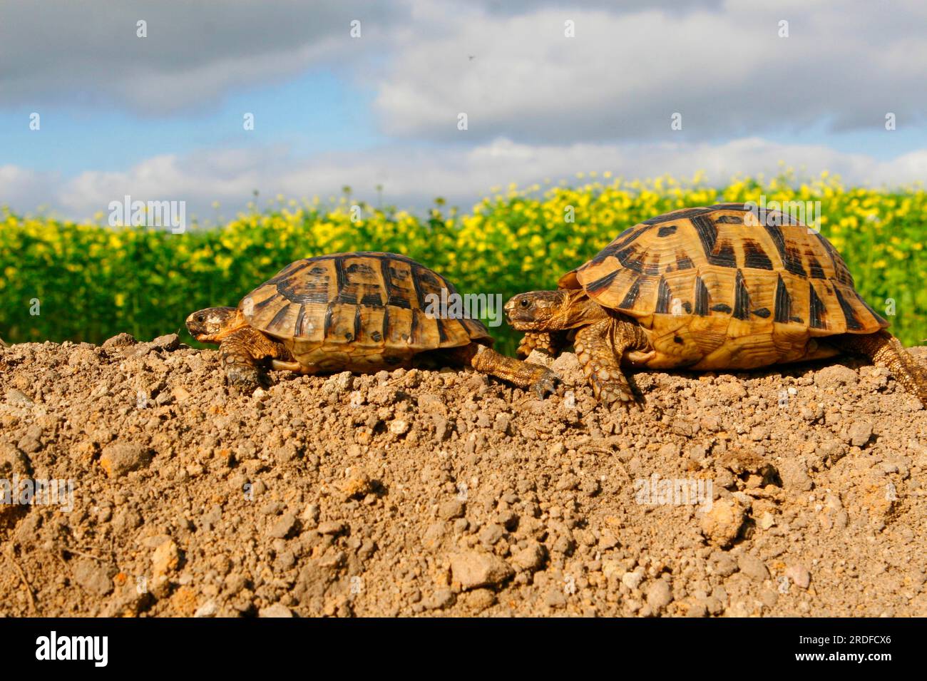 Tunisian Spur-thighed Tortoises (Testudo graeca nabeulensis), side ...
