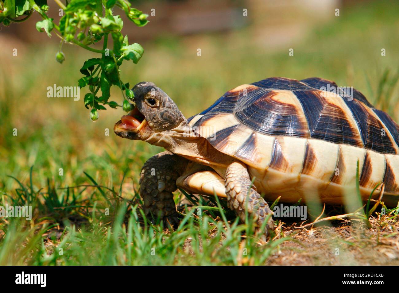 Marginated Tortoise (Testudo marginata) eating Chickweed Stock Photo ...