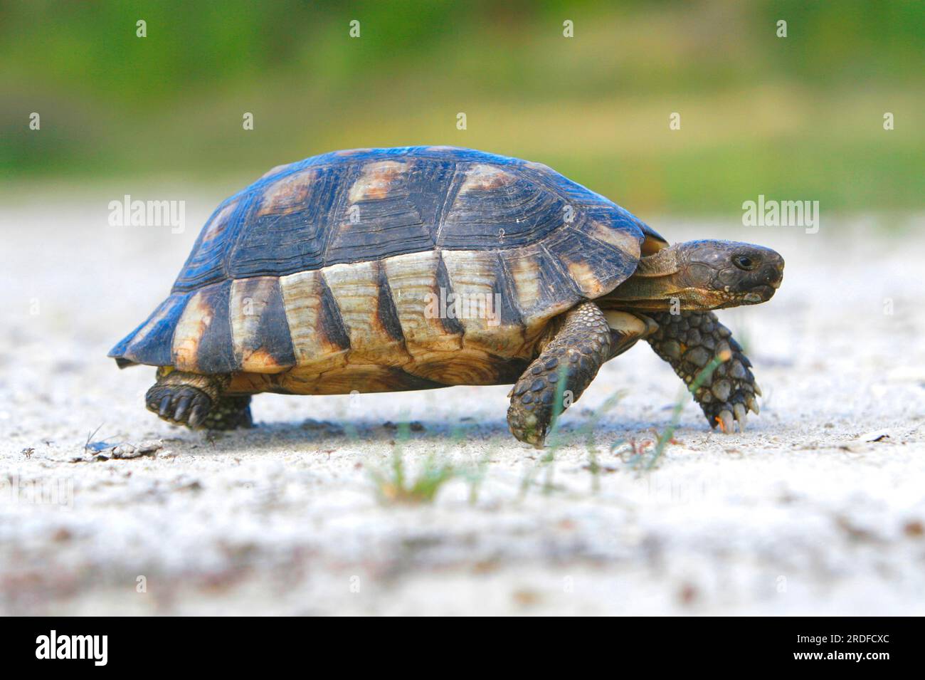 Marginated tortoise (Testudo marginata), lateral Stock Photo - Alamy