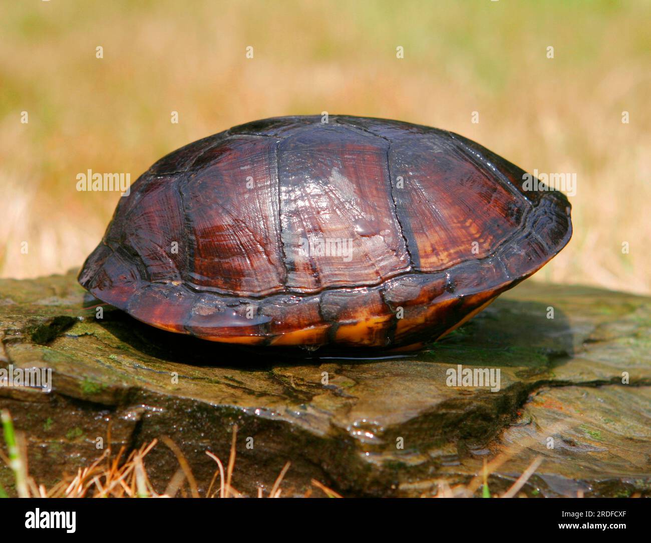 Striped Mud Turtle, retracted (Kinosternon baurii Stock Photo - Alamy