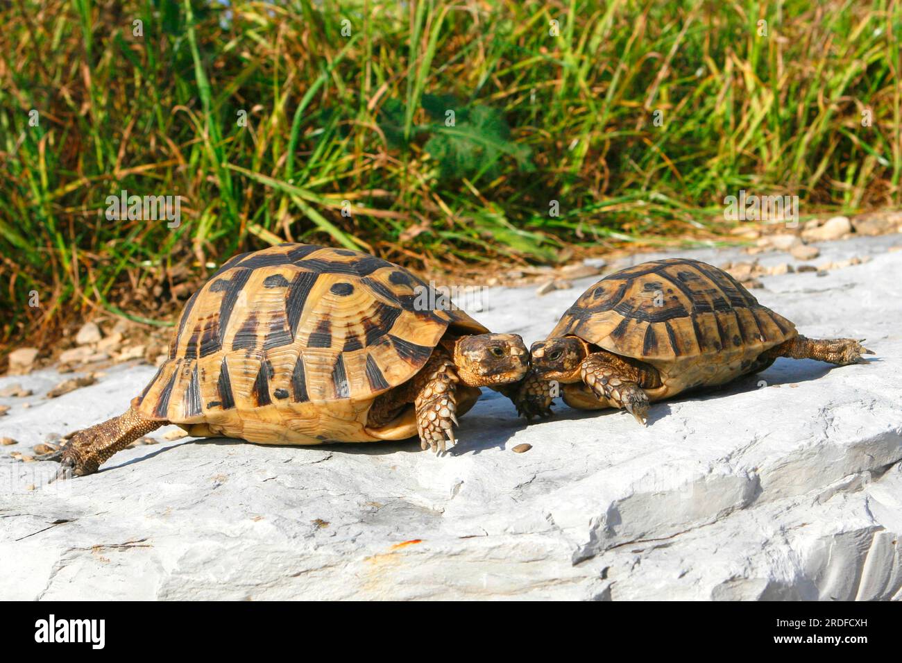 Testudo nabeulensis hi-res stock photography and images - Alamy