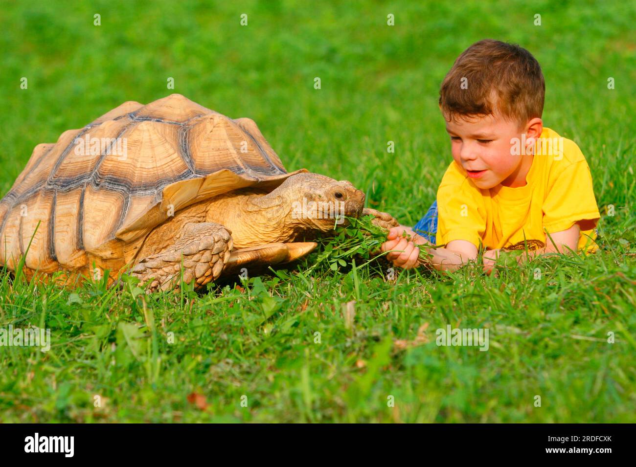 Boy feeding African Spurred Tortoise (Geochelone sulcata Stock Photo ...