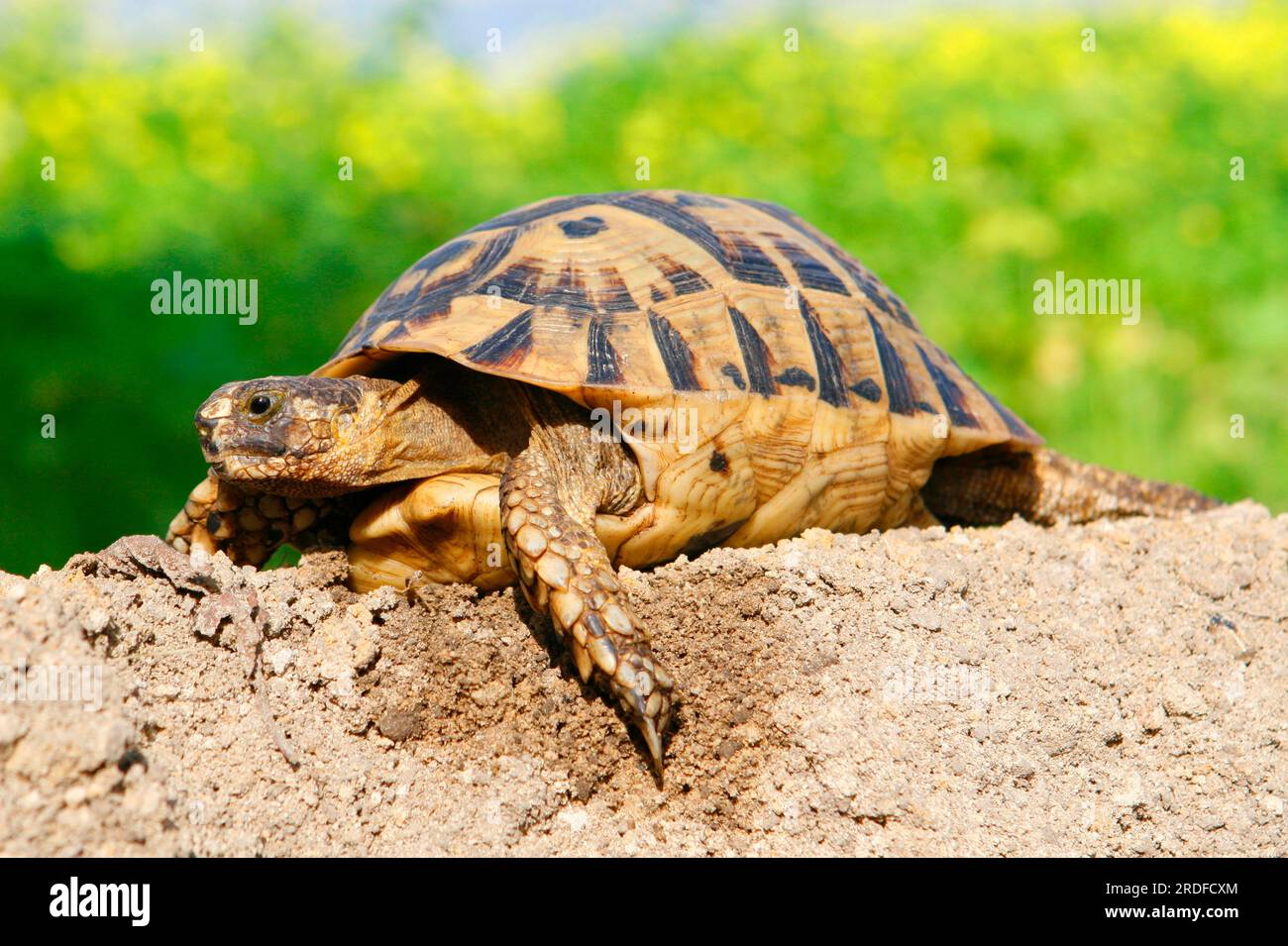 Tunisian Spur-thighed Tortoise (Testudo graeca nabeulensis Stock Photo ...