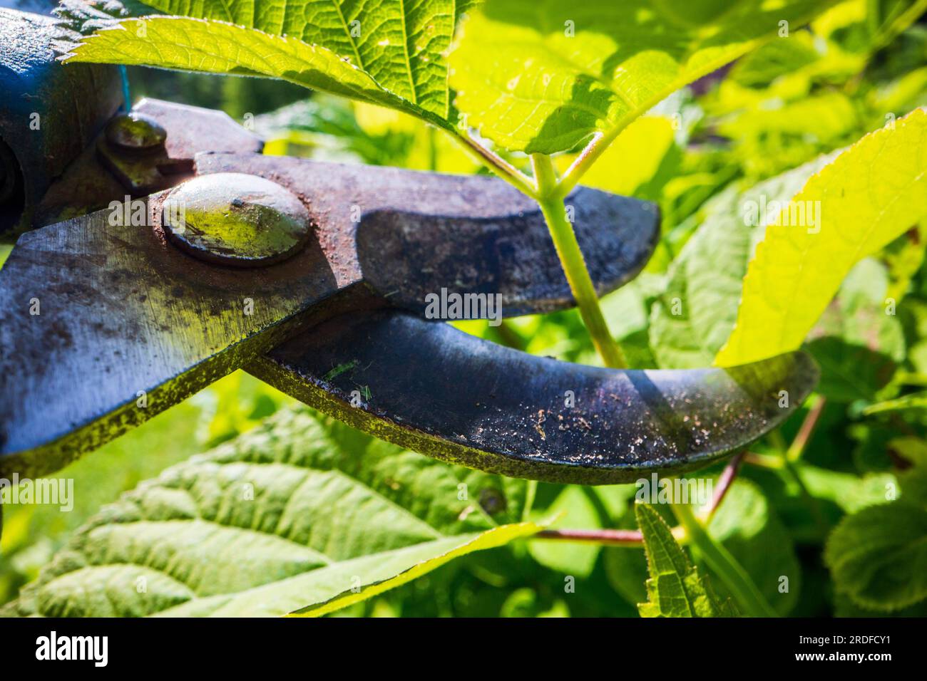 Farmer hands who make pruning of bushes with secateurs. Gardening Tools ...