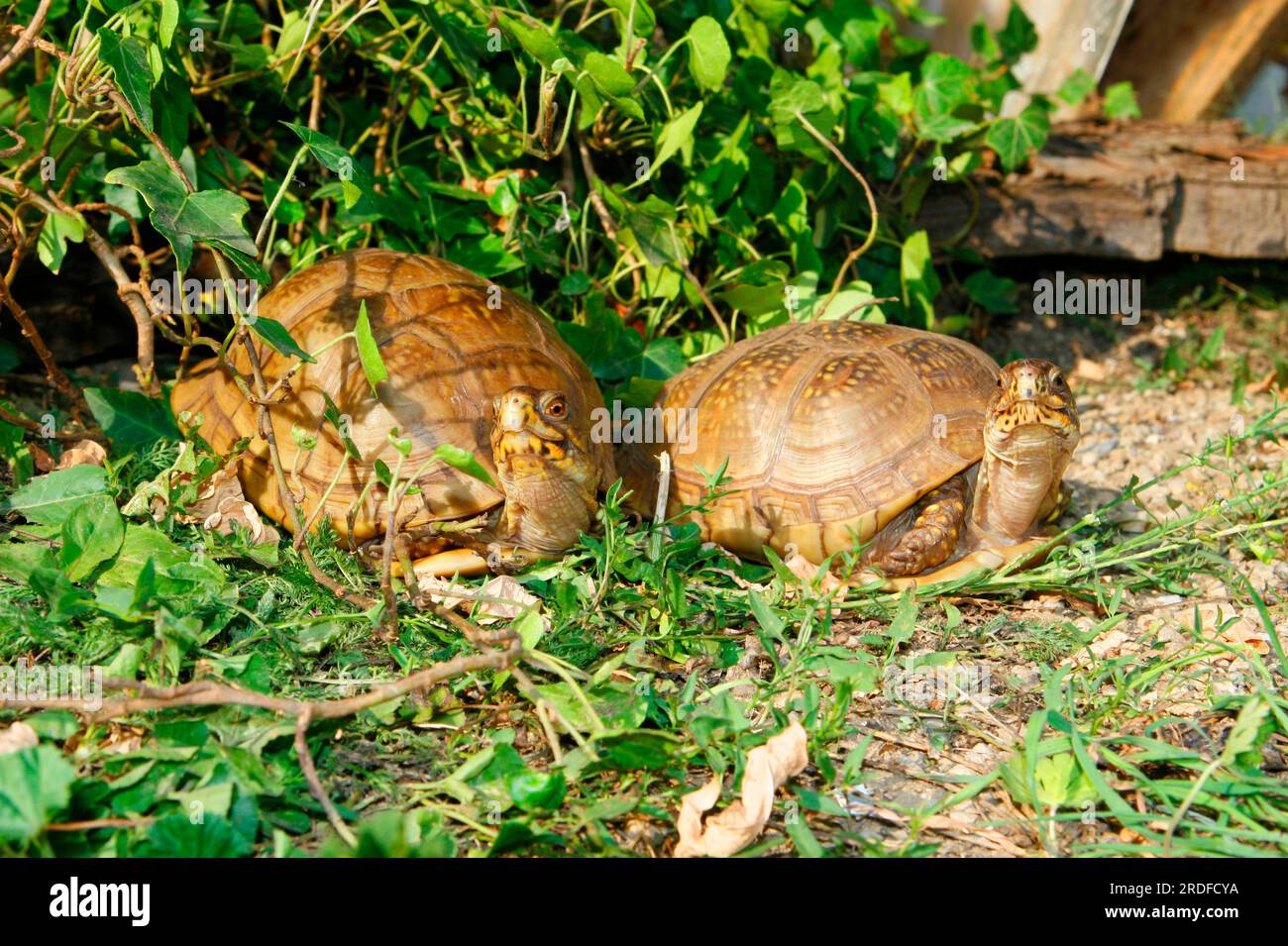 Eastern Box Turtles (Terrapene carolina carolina Stock Photo - Alamy