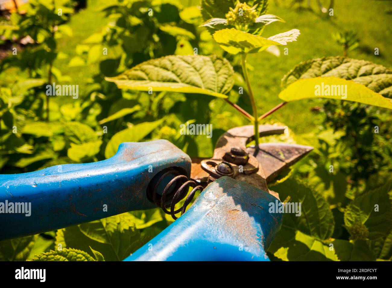 Farmer hands who make pruning of bushes with secateurs. Gardening Tools ...