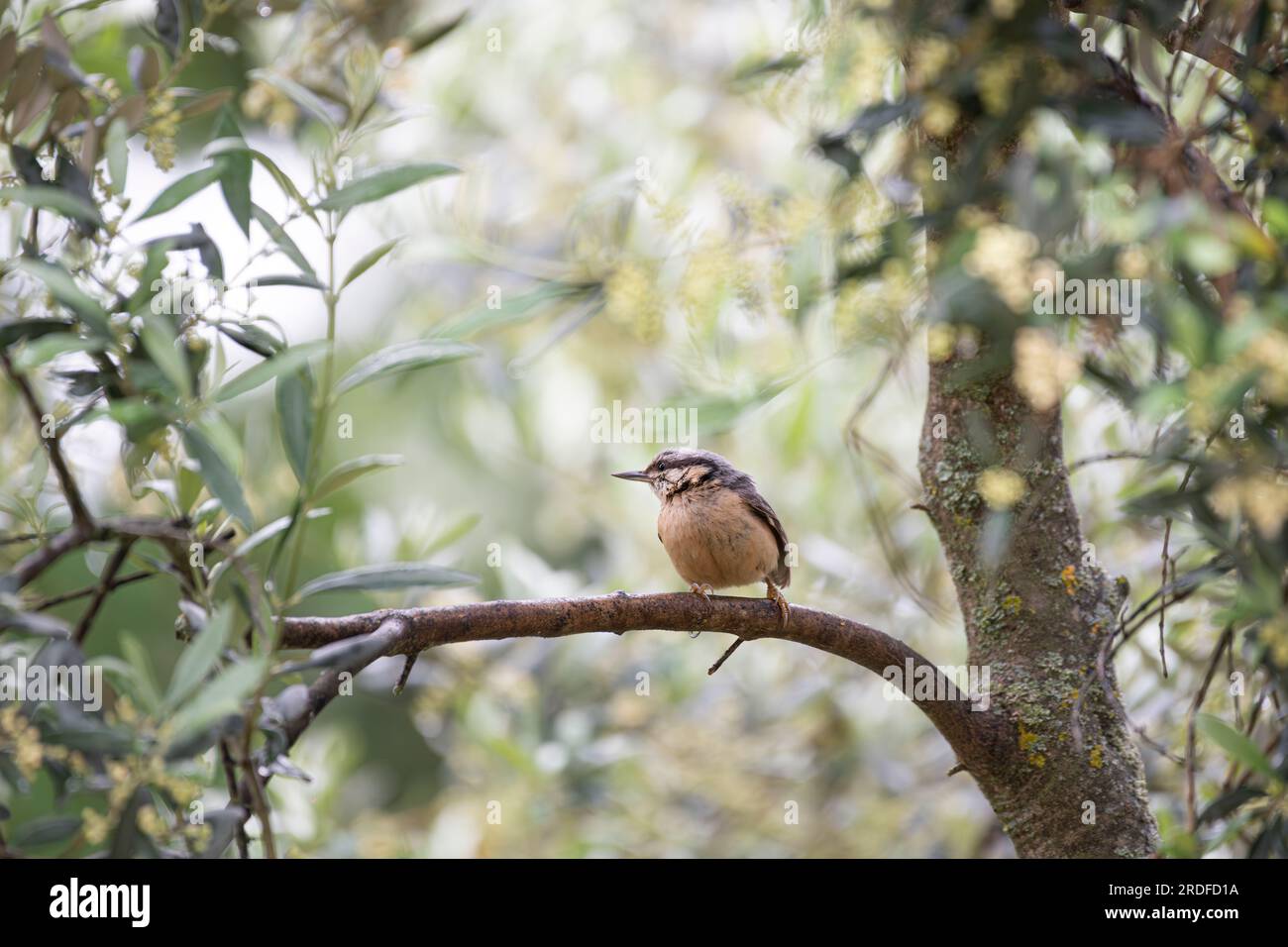 One Eurasian Nuthatch perches on an olive tree branch in Provence ...