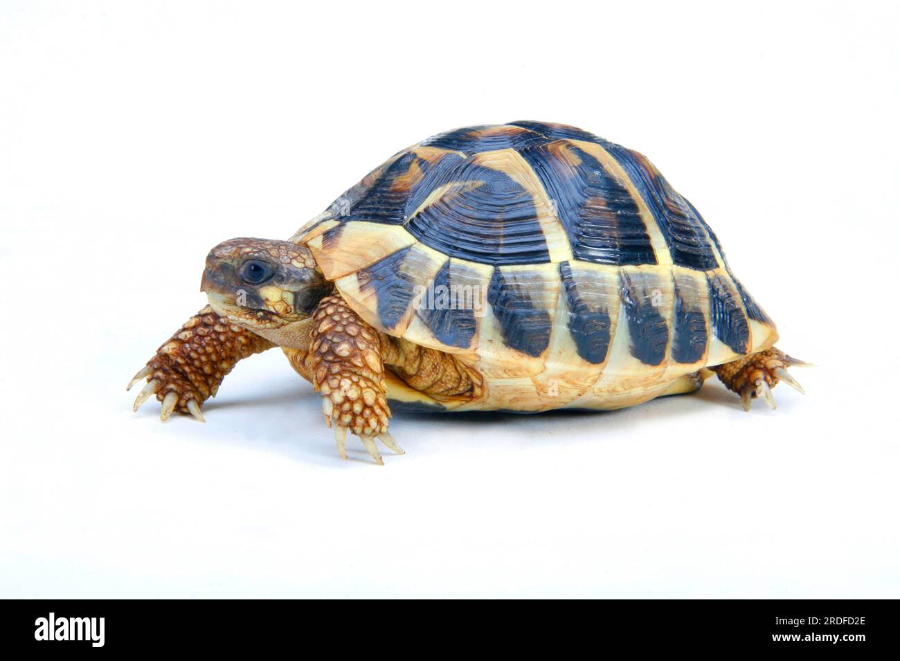 Woman and tortoise Cut Out Stock Images & Pictures - Alamy