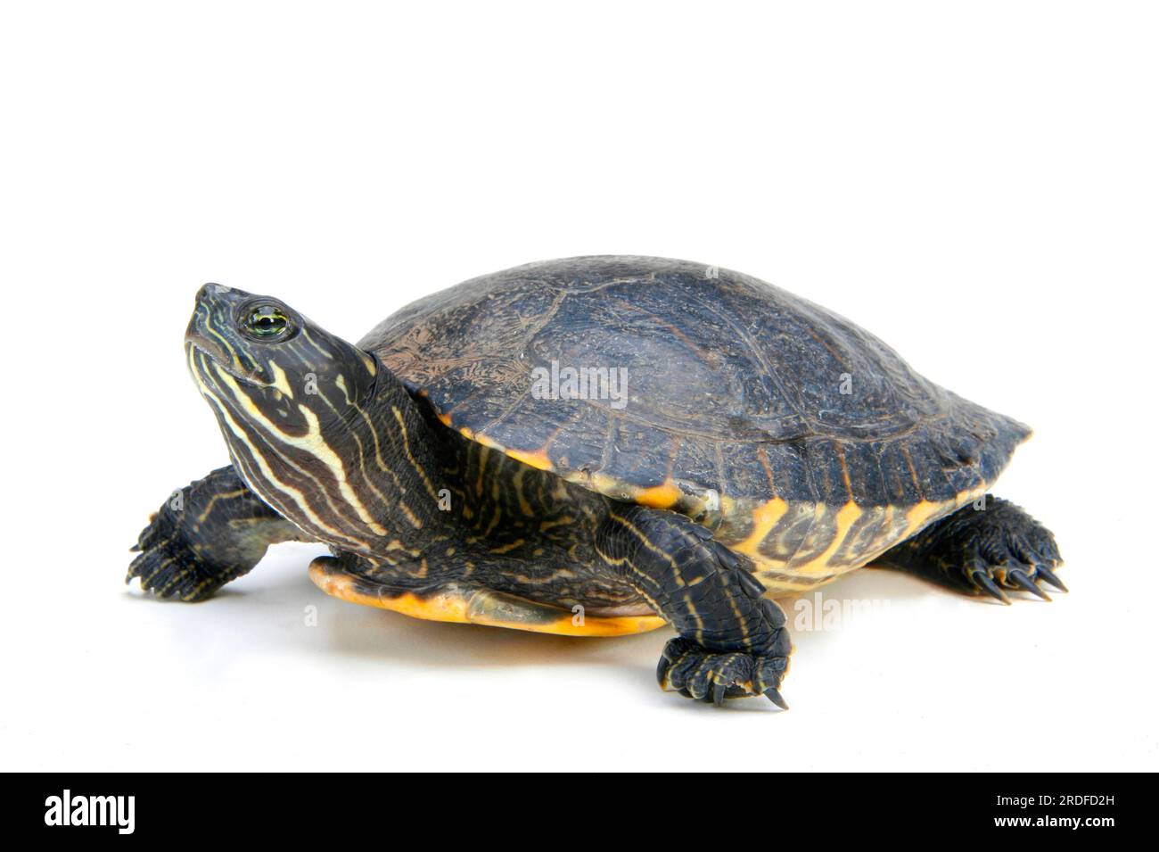 Yellow-bellied Slider (Trachemys scripta scripta Stock Photo - Alamy
