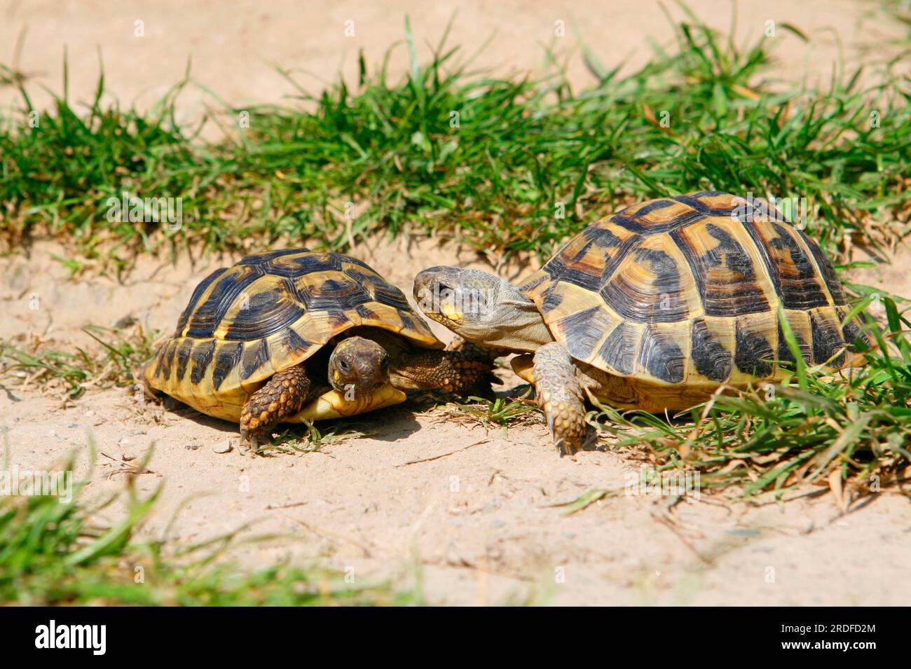 Greek tortoises testudo hermanni hi-res stock photography and images ...