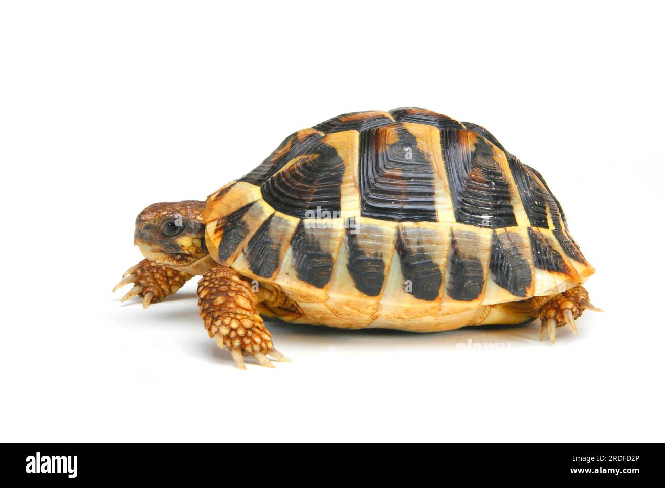 Greek Tortoise (Testudo hermanni boettgeri), side Stock Photo - Alamy
