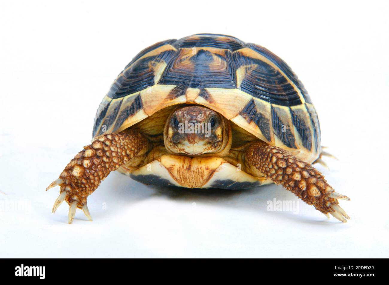 Greek Tortoise (Testudo hermanni boettgeri Stock Photo - Alamy