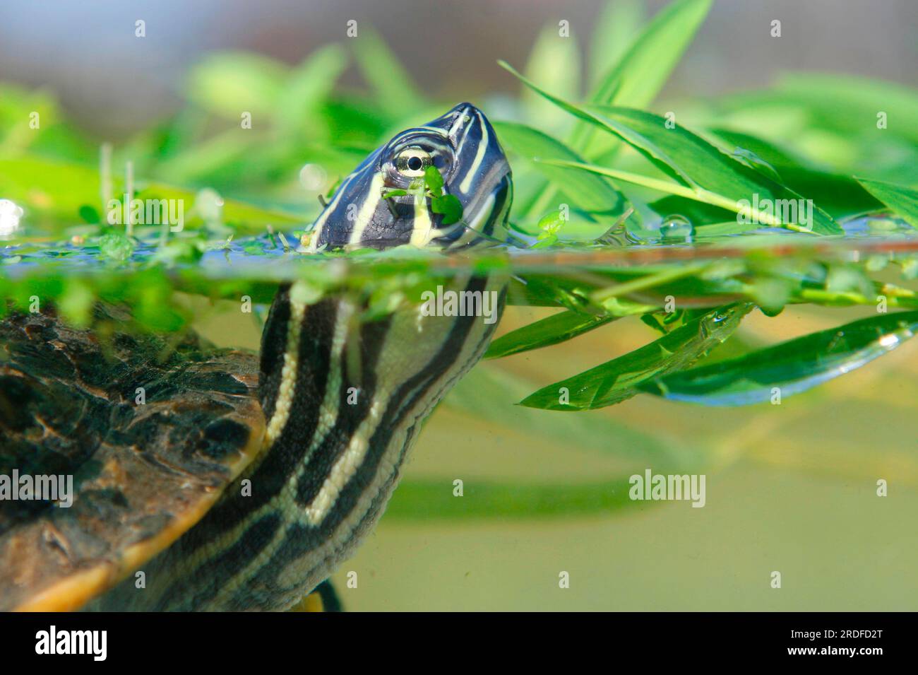 Yellow-bellied Slider (Trachemys scripta scripta Stock Photo - Alamy