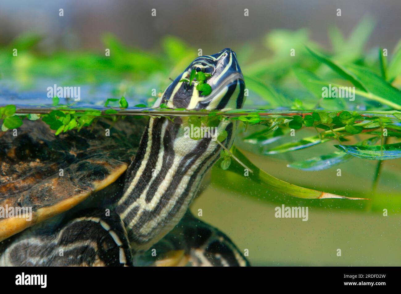 Yellow-bellied Slider (Trachemys scripta scripta Stock Photo - Alamy