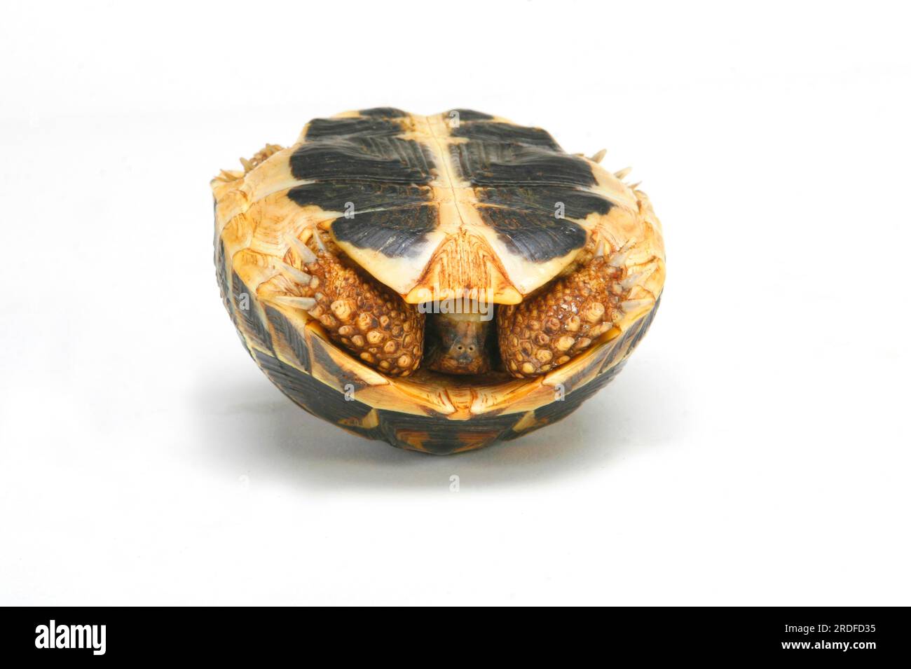 Hermann's tortoise back hi-res stock photography and images - Alamy