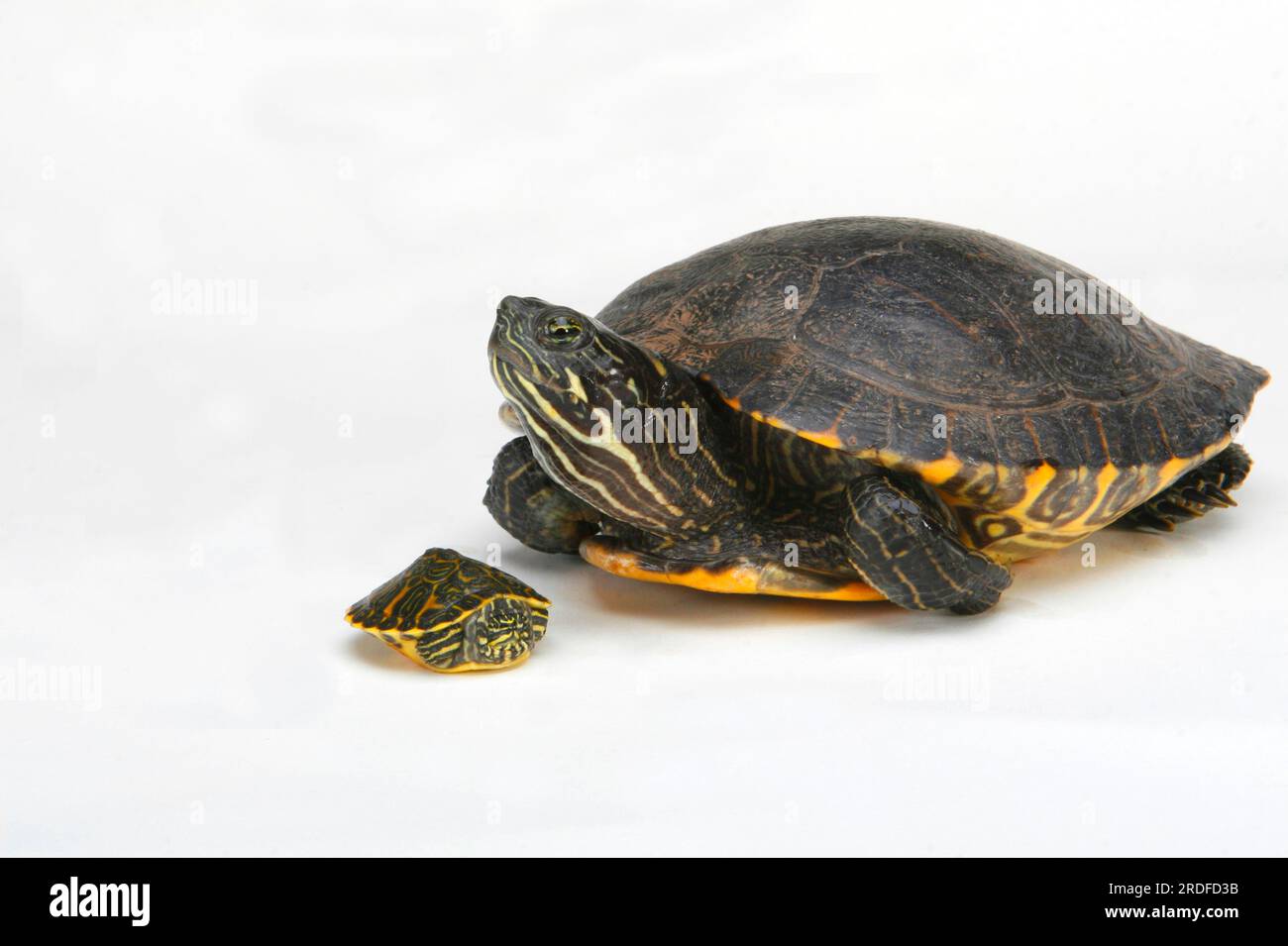 Yellow-bellied Sliders (Trachemys scripta scripta), young retracted ...