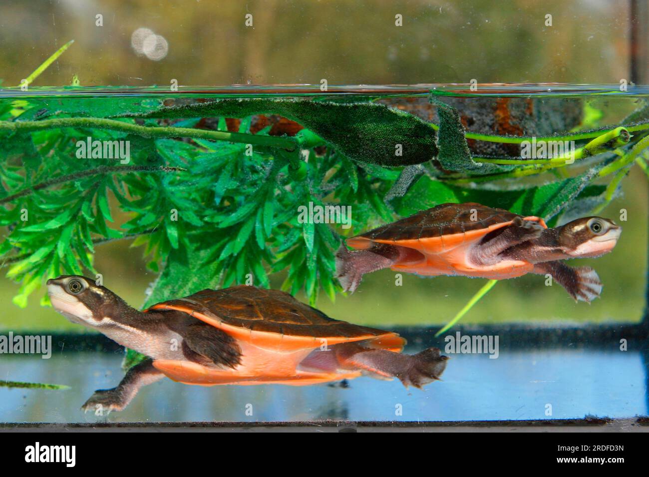 Red-bellied pointed-headed turtle (Emydura subglobosa albertisii), Red ...