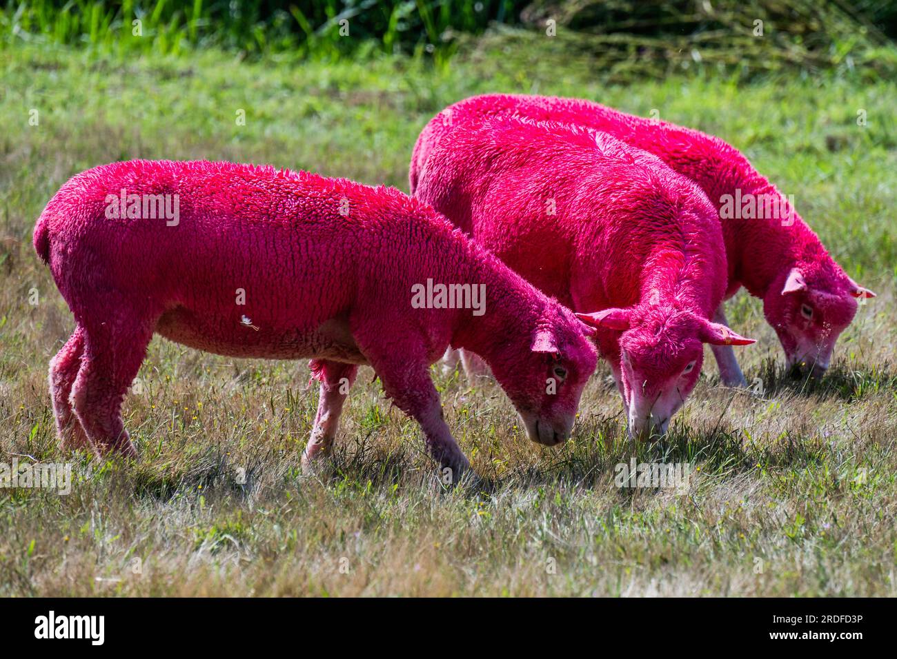 Henham Park, Suffolk, UK. 21st July, 2023. The famous Latitude pink ...