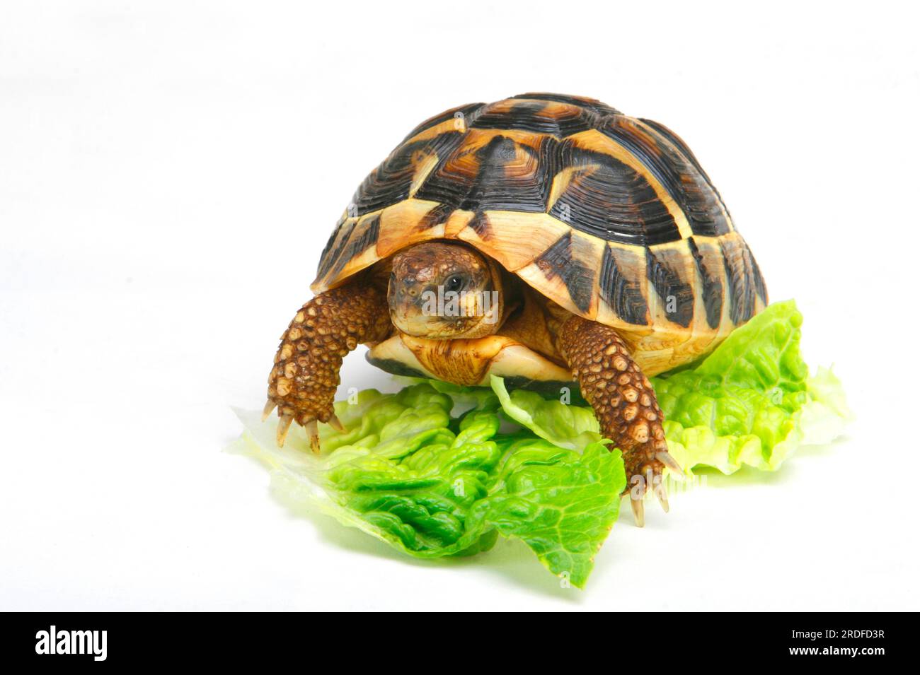 Greek Tortoise on lettuce (Testudo hermanni boettgeri Stock Photo - Alamy