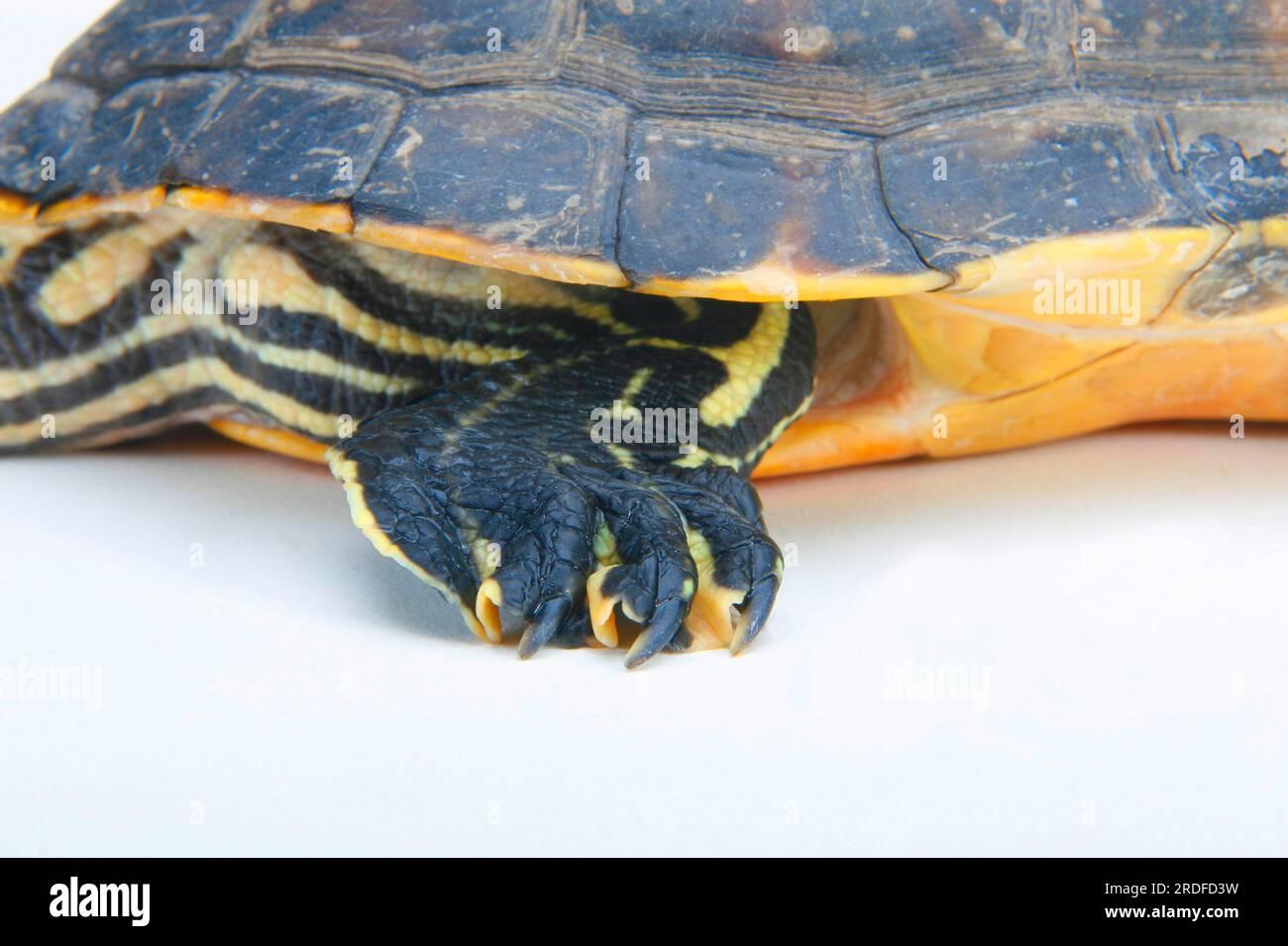 Yellow-bellied Slider (Trachemys scripta scripta), foot Stock Photo - Alamy