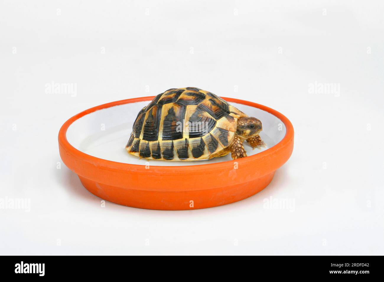 Greek Tortoise in water bowl (Testudo hermanni boettgeri Stock Photo ...