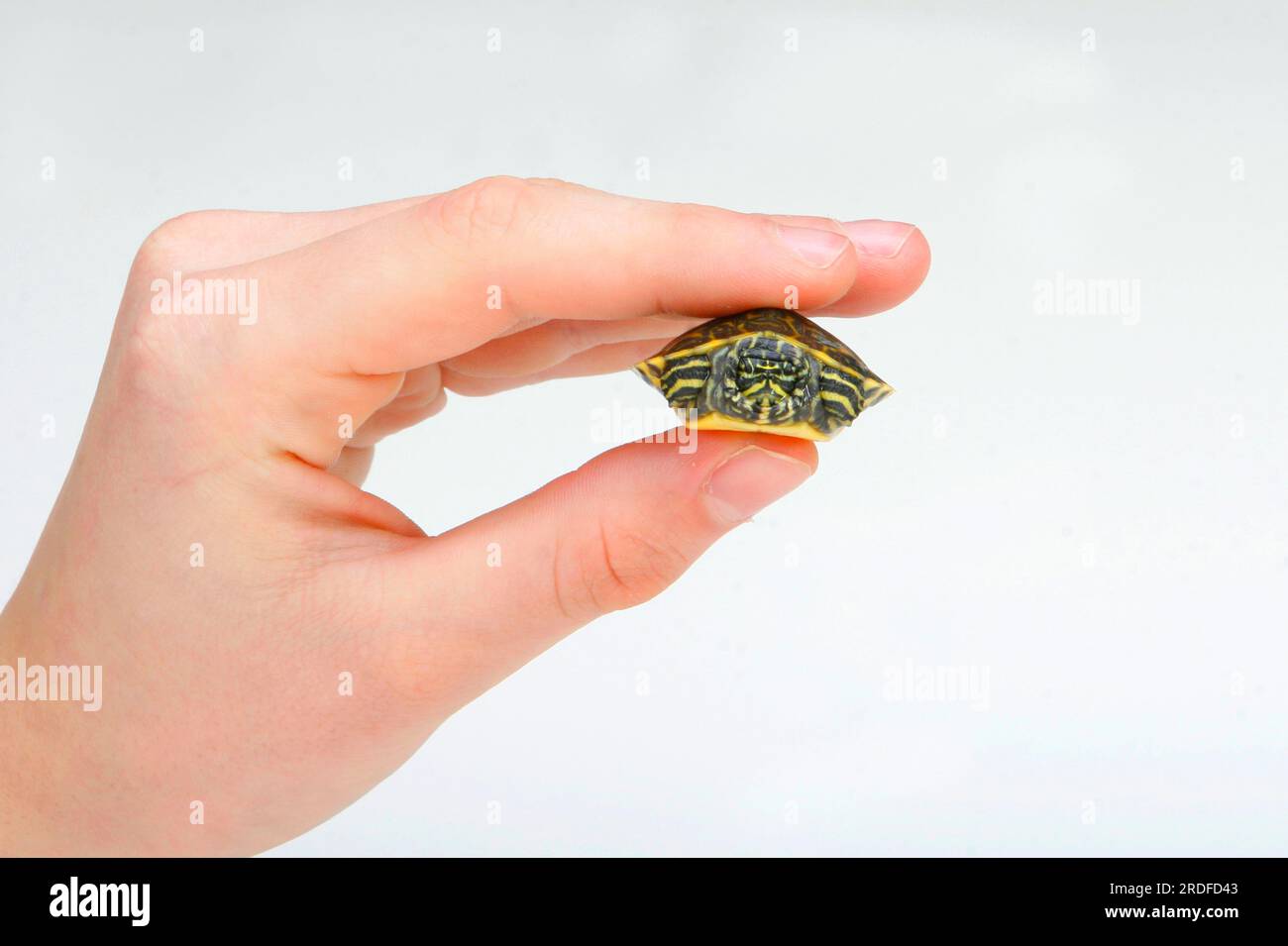 Retracted turtle hi-res stock photography and images - Alamy