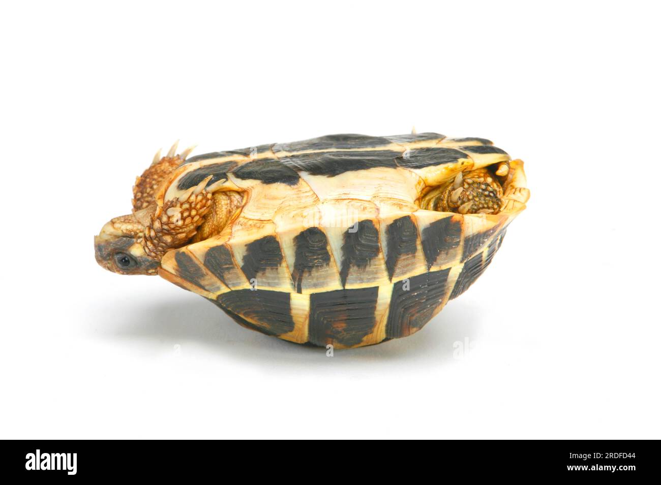 Greek Tortoise lying retracting on her back (Testudo hermanni boettgeri ...