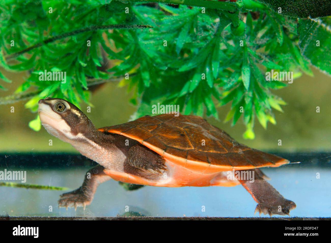 Red-bellied pointed-headed turtle (Emydura subglobosa albertisii), free ...