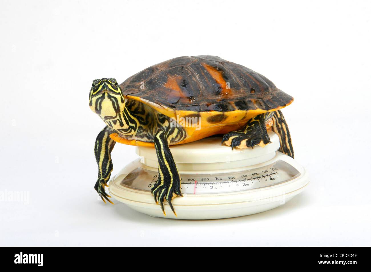 Florida Redbelly Turtle on scale (Chrysemys nelsoni) (Pseudemys ...