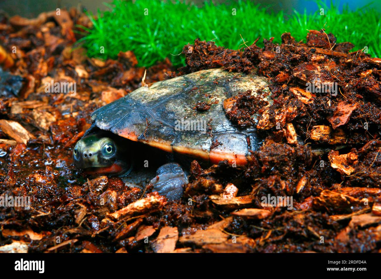 Red-bellied pointed-headed turtle (Emydura subglobosa albertisii), Red ...