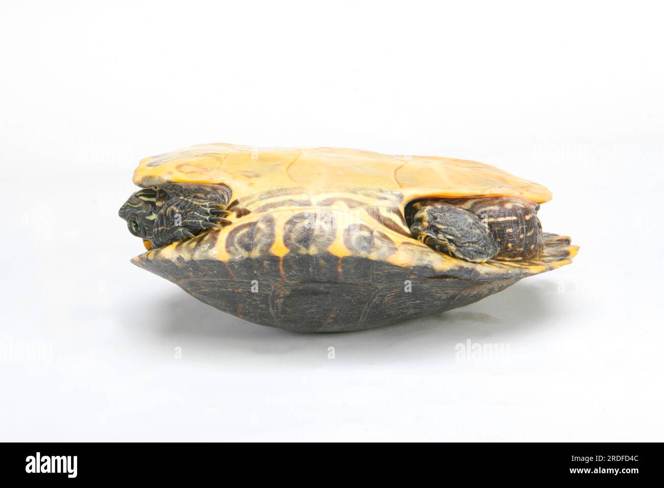 Yellow-bellied Slider (Trachemys scripta scripta) lying retracting on ...