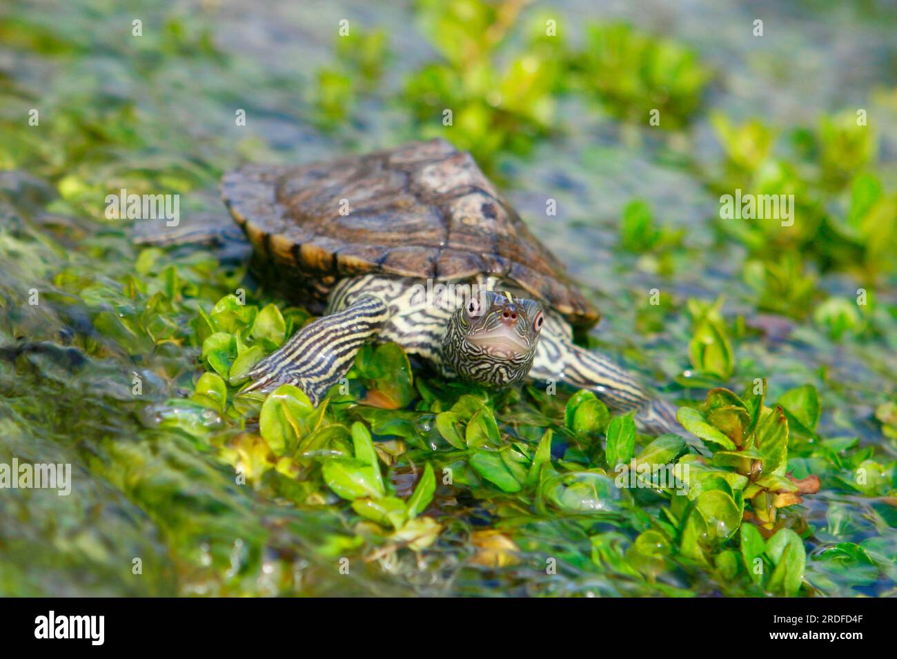 Mississippi map turtle (Graptemys pseudogeographica kohnii Stock Photo ...