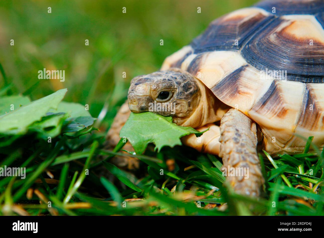 Marginated Tortoise (Testudo marginata Stock Photo - Alamy